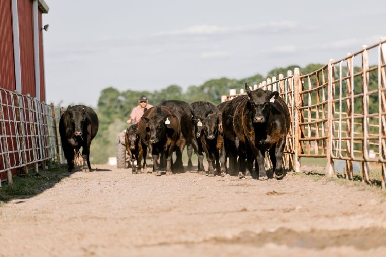 Experience Tennessee Cattle Country Following CattleCon 2026